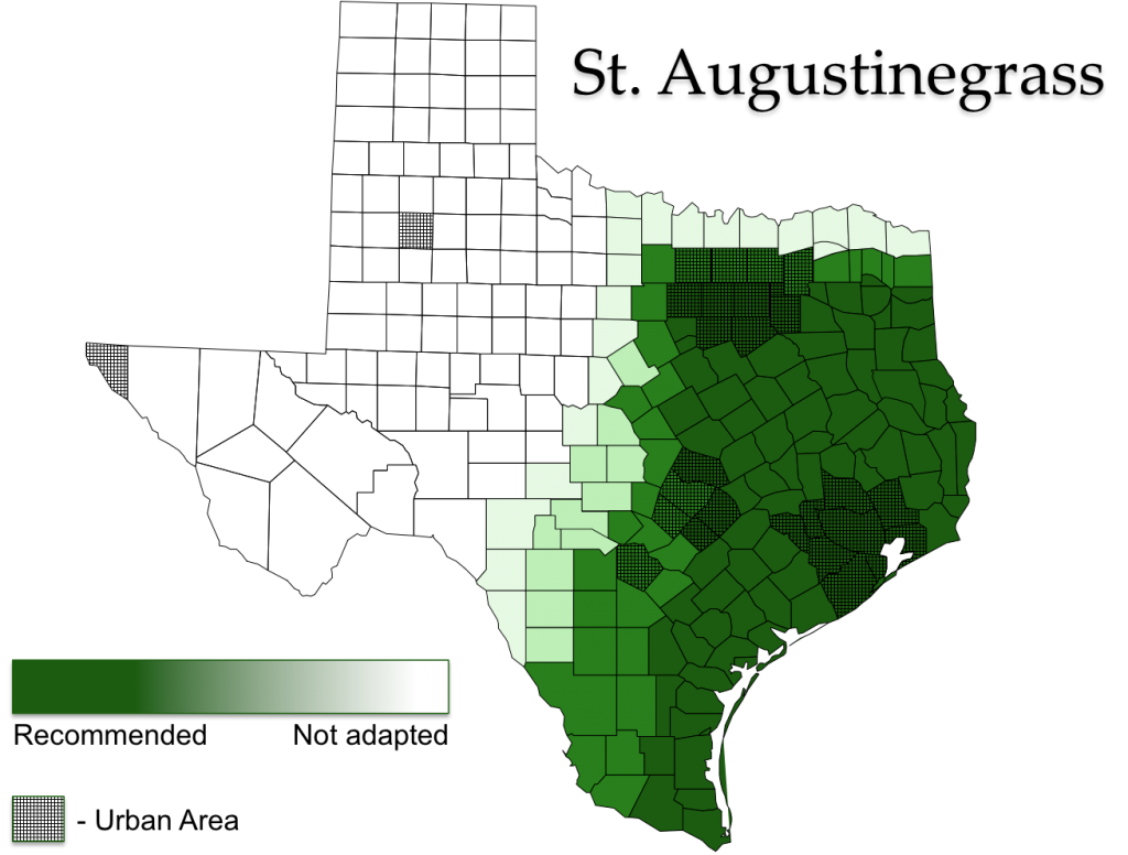 St Augustinegrass Aggieturf